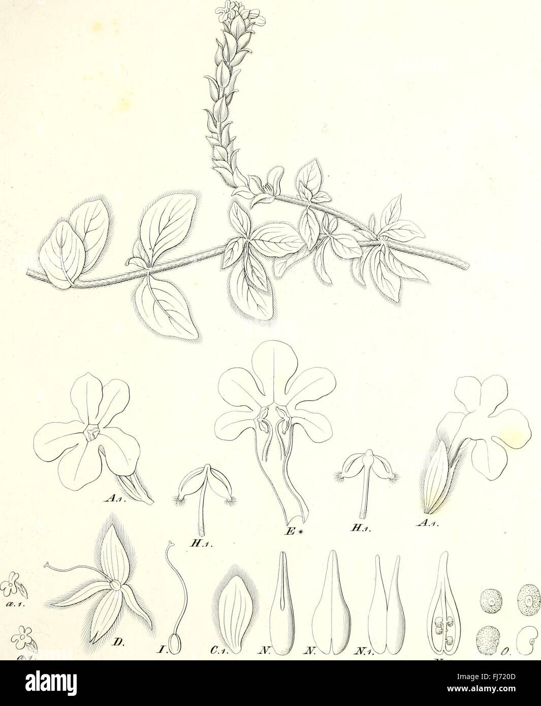 Iconographia generum plantarum (1838): A detailed botanical work ...