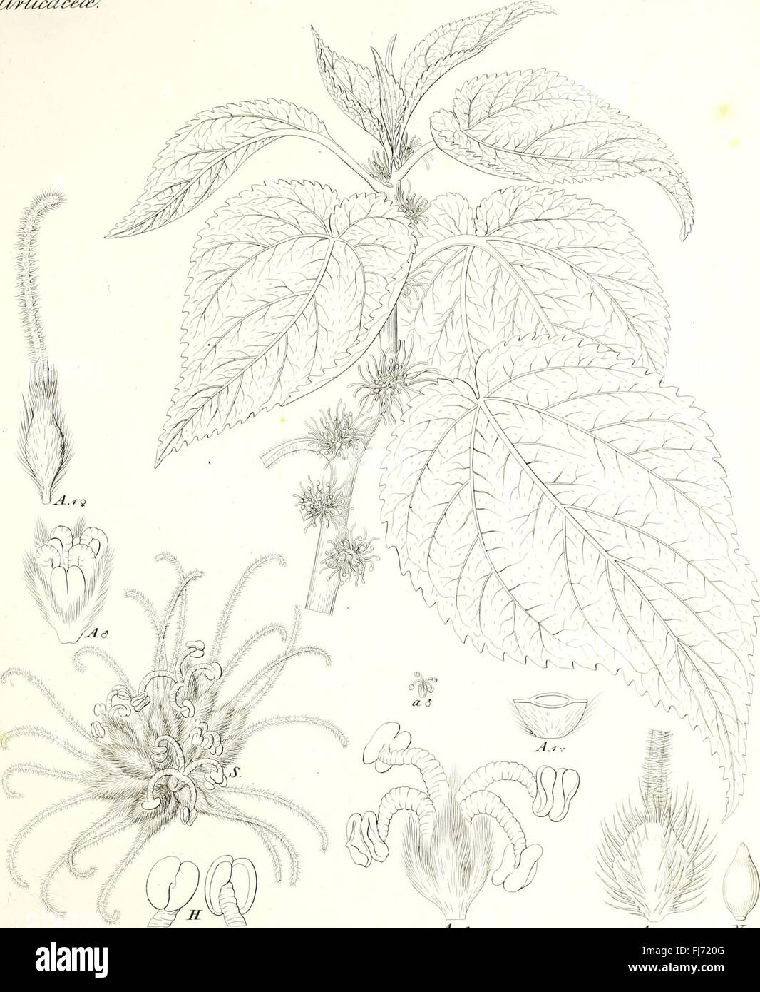 Iconographia generum plantarum (1838 Stock Photo - Alamy