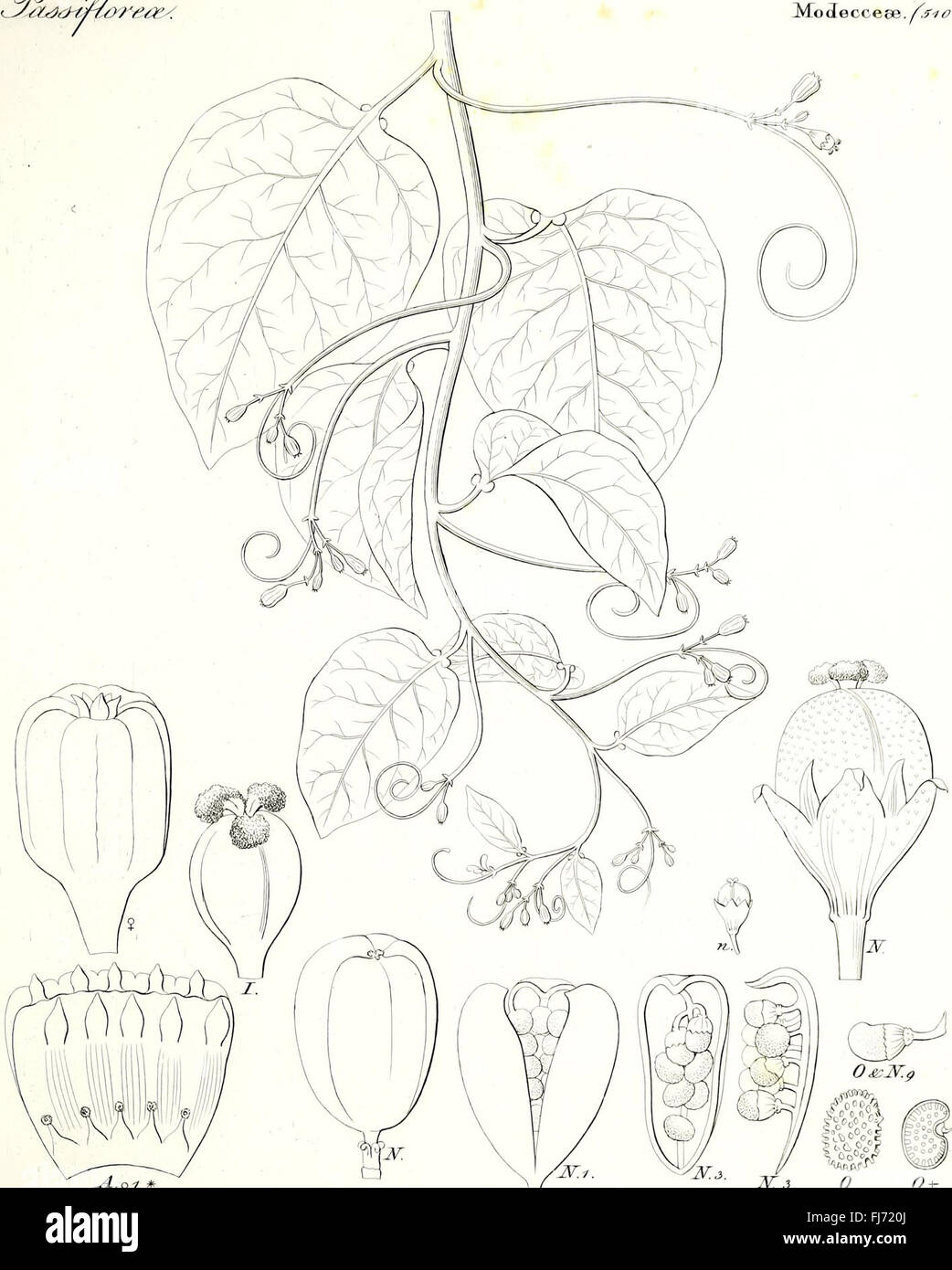 A botanical work from 1838 featuring detailed illustrations of various ...