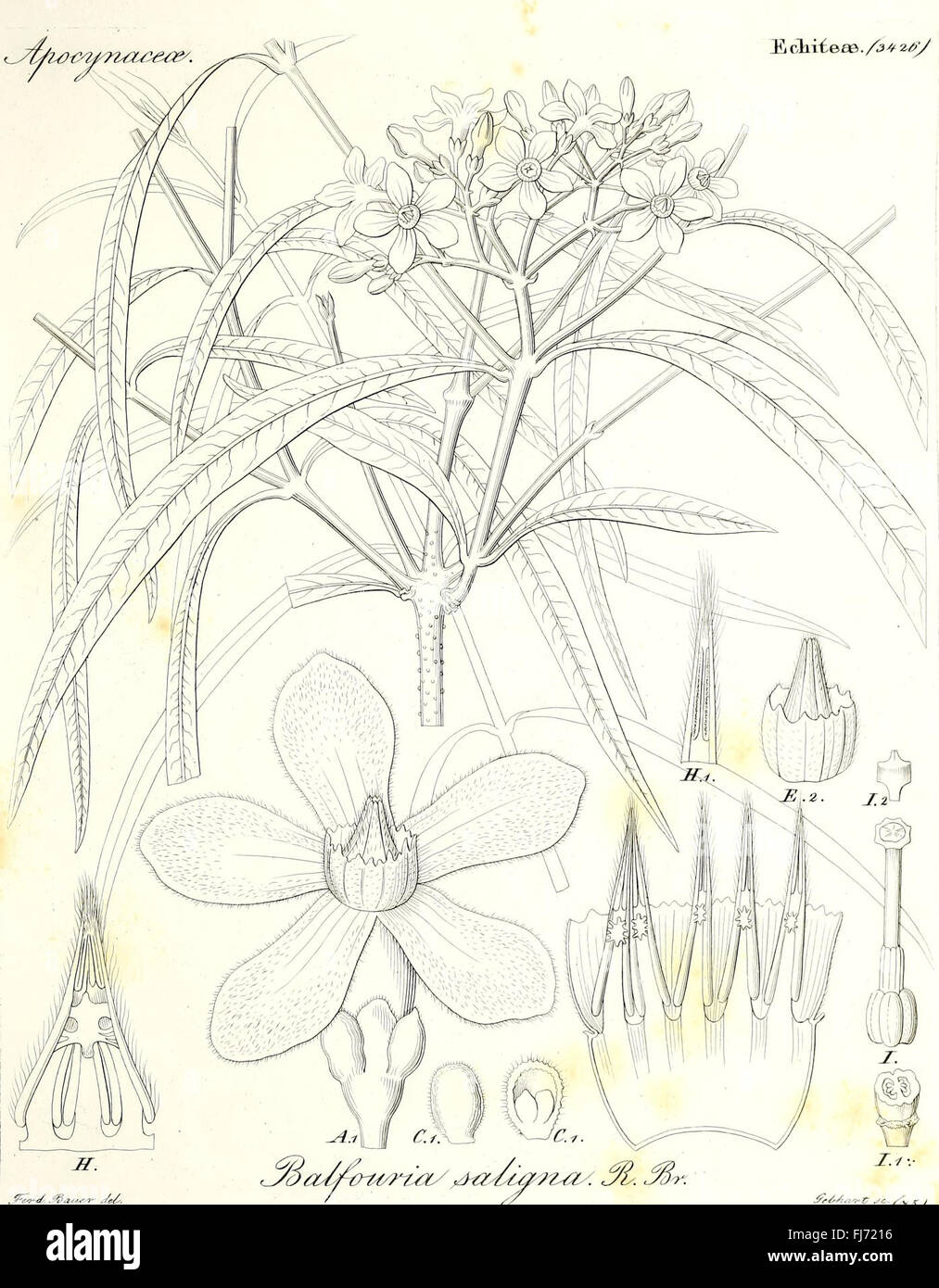 A botanical work illustrating various plant genera, contributing to the ...