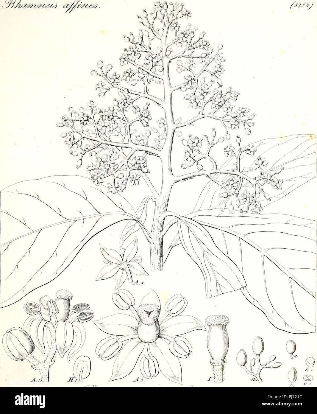 A detailed botanical work from 1838 featuring illustrations and ...