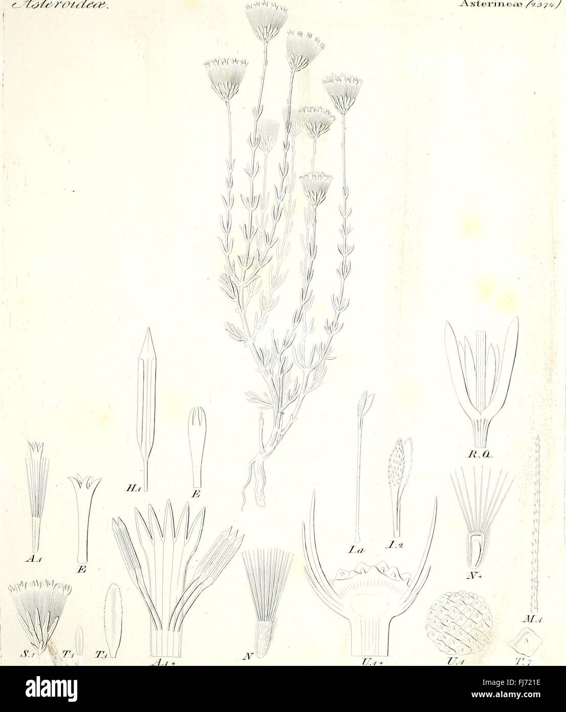 Botany, plant genera, botanical illustration, plant classification ...