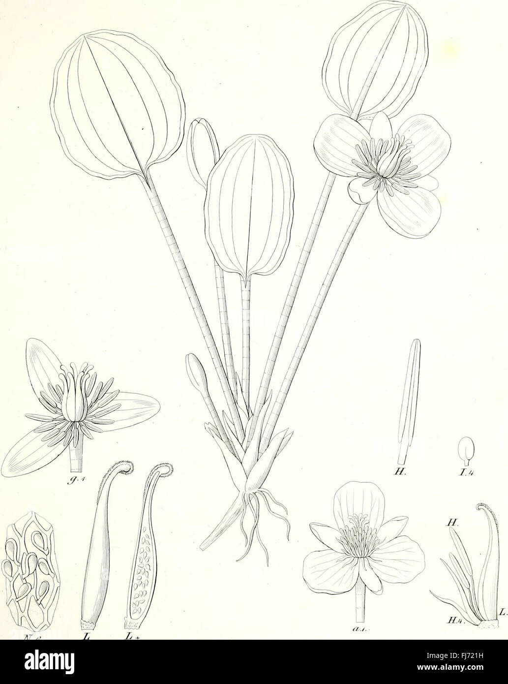 A botanical work featuring illustrations of plant genera, with a focus ...