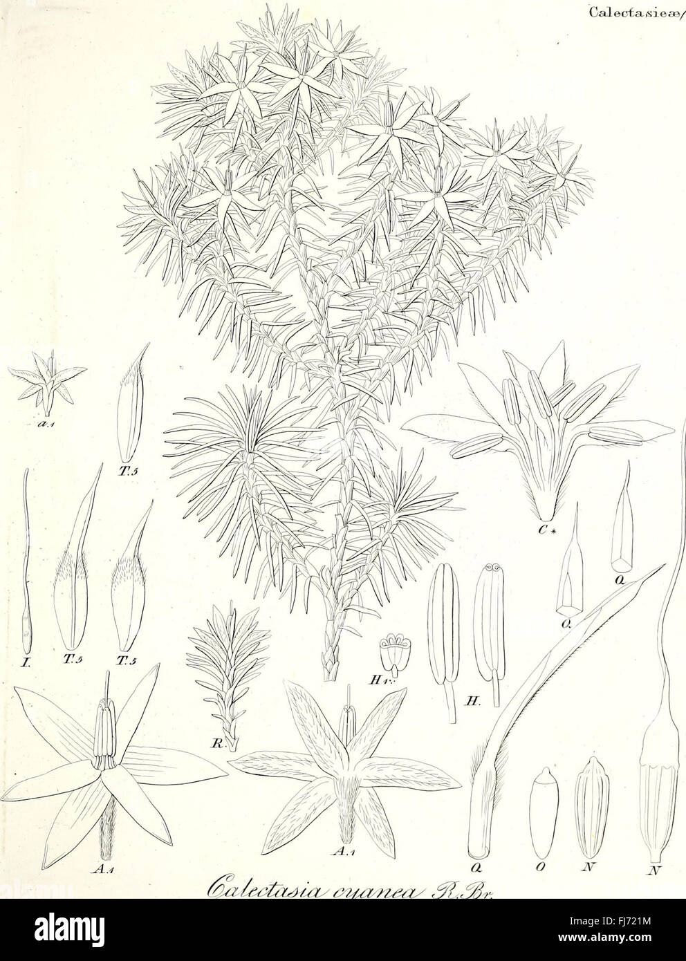 A botanical work from 1838 featuring detailed illustrations and ...