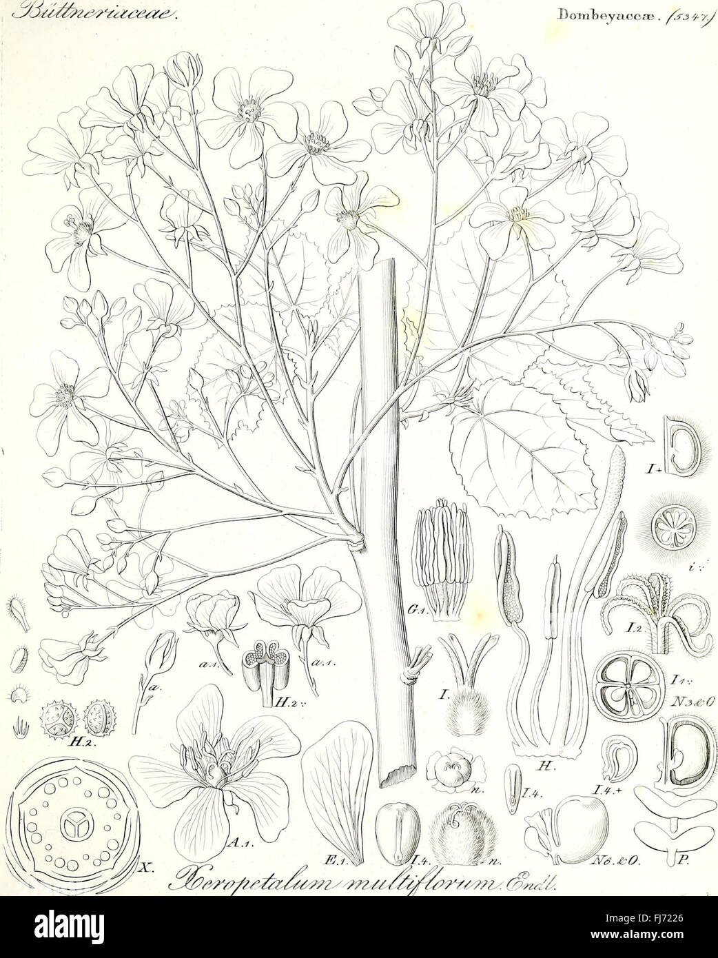 This series of illustrations focuses on various plant genera ...