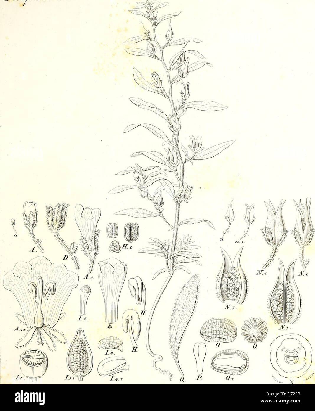 A botanical reference from 1838 illustrating and describing plant ...