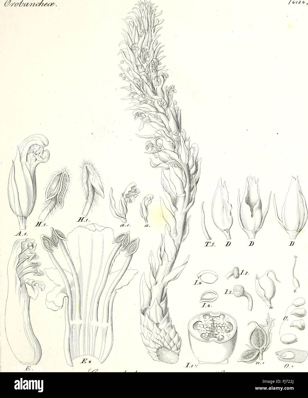 An early 19th-century botanical work featuring detailed illustrations ...