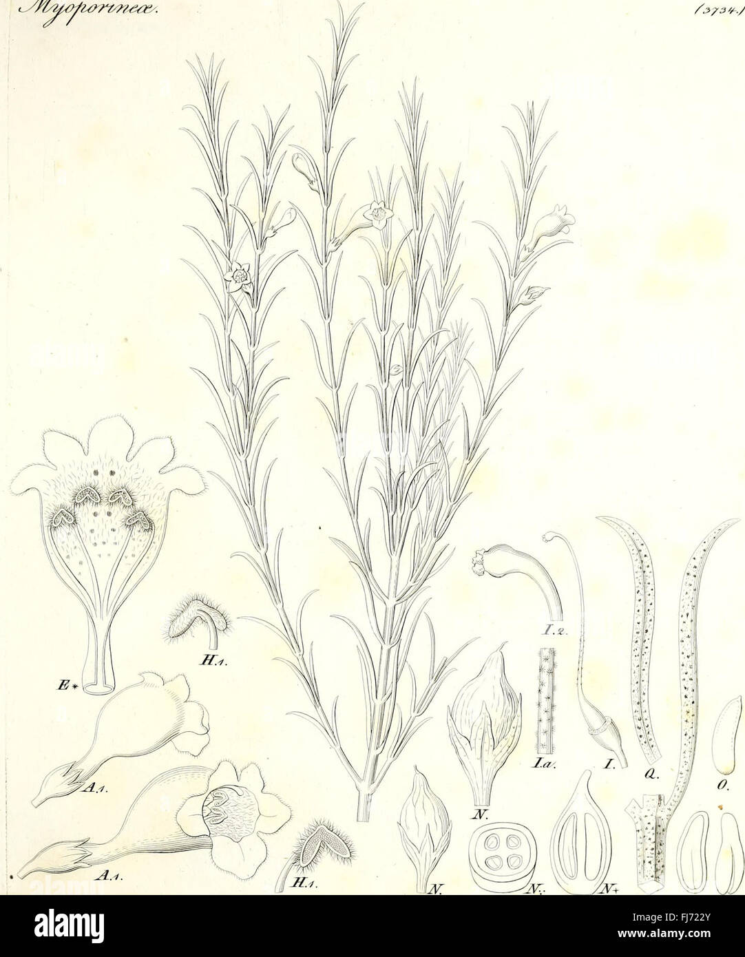 A detailed botanical illustration from the 1838 edition of ...