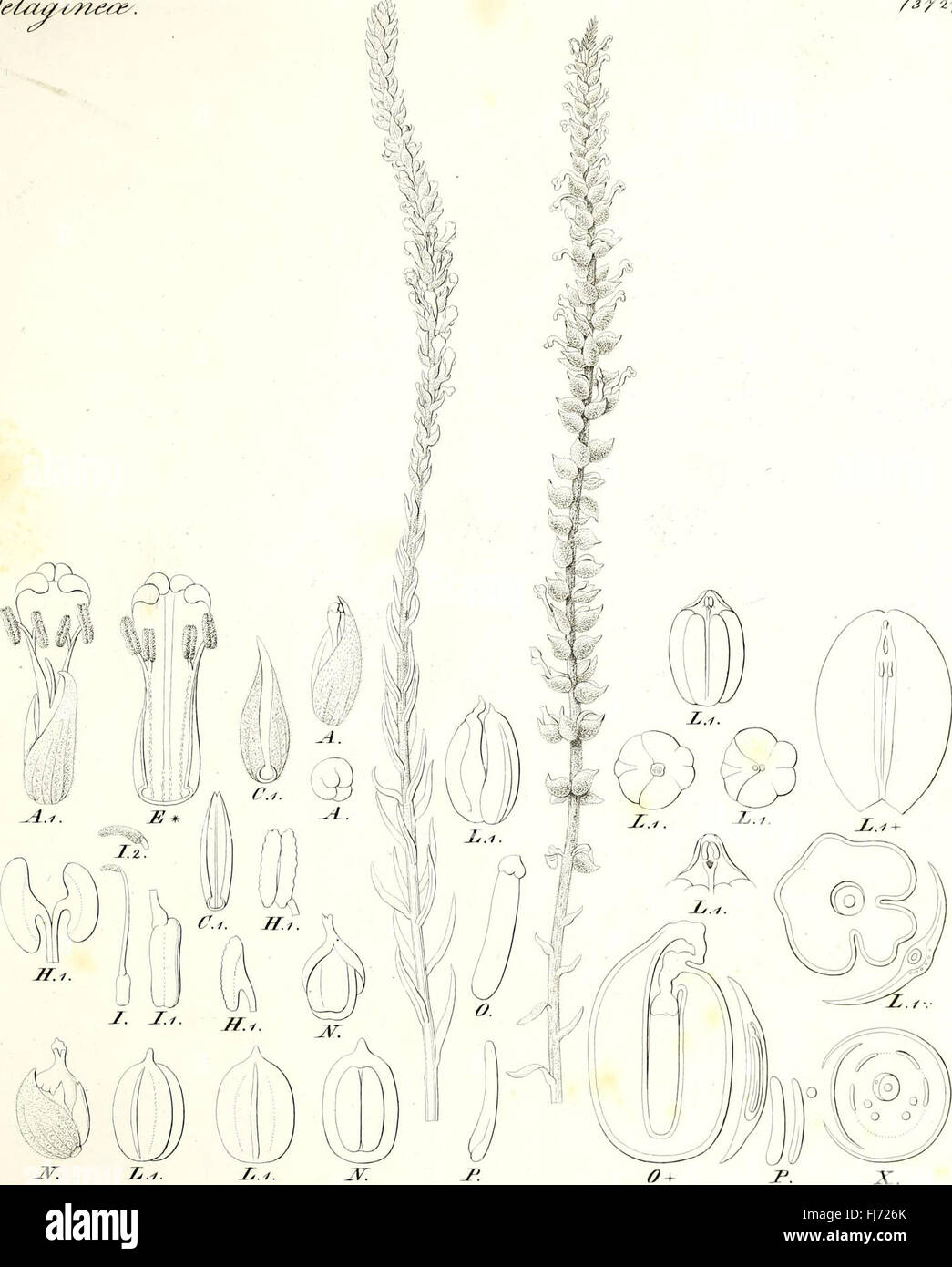 A botanical work from 1838, depicting a variety of plant genera with ...