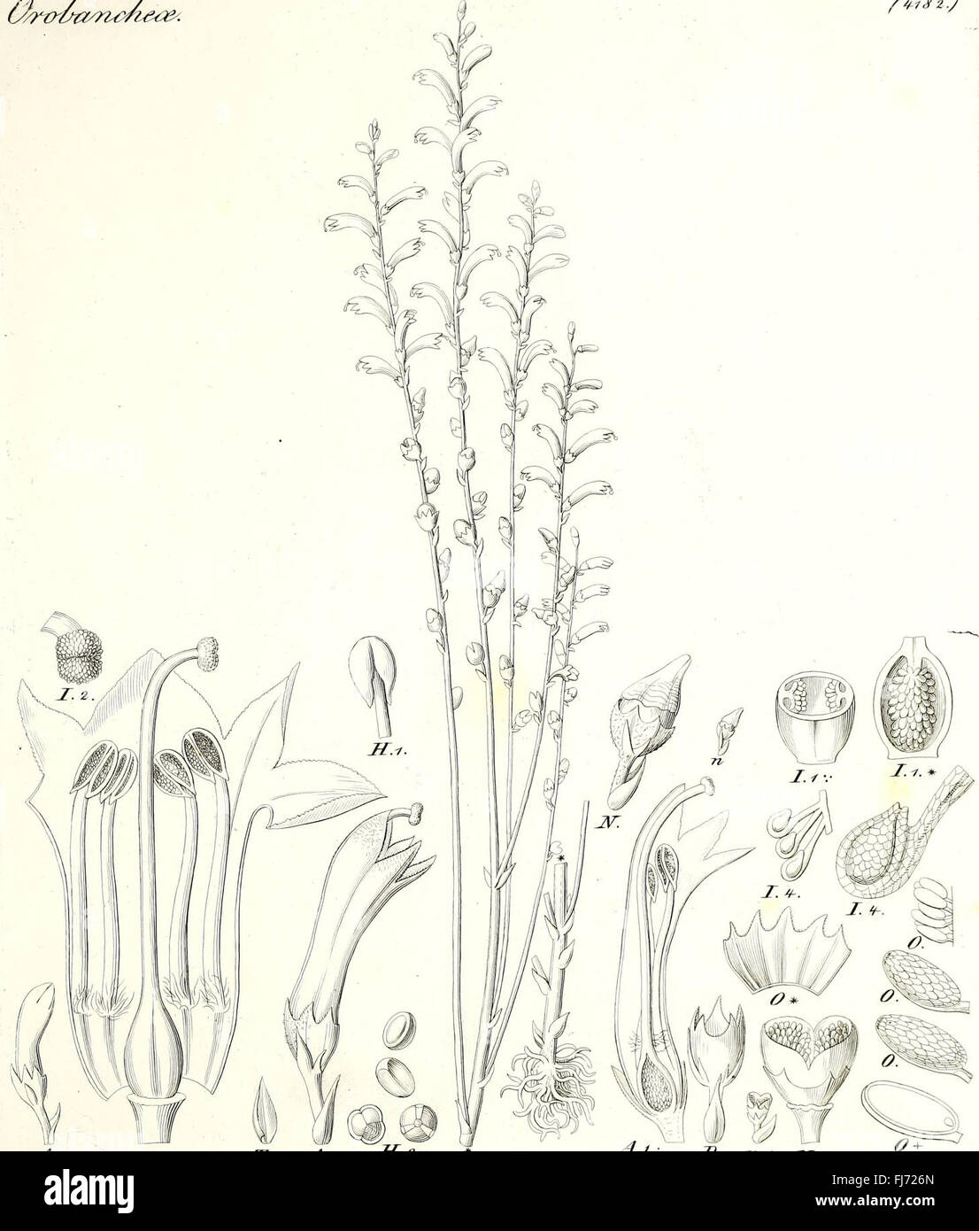 Botanical illustration and classification of plant genera, a historical ...