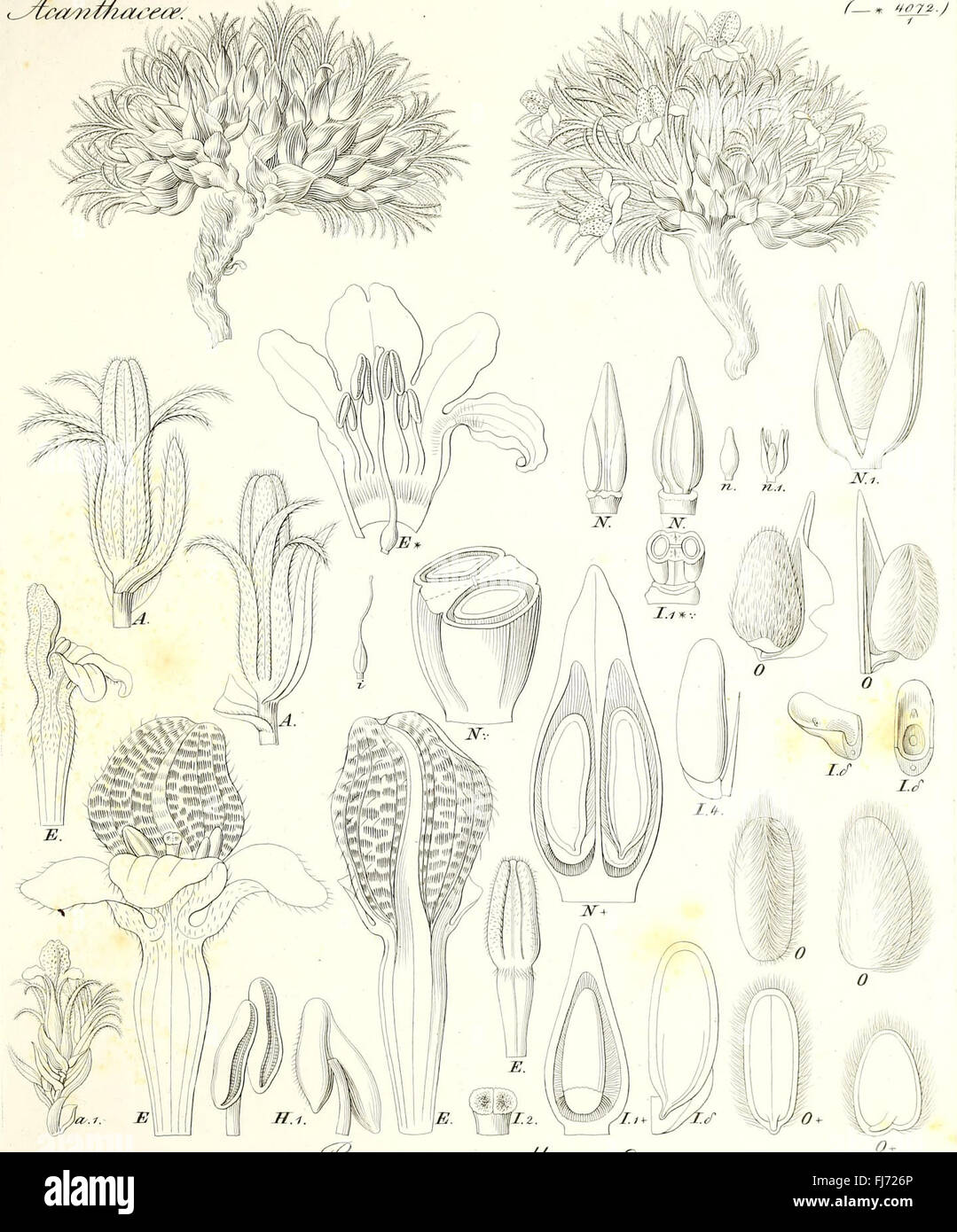 A botanical work from 1838 featuring detailed illustrations of plant ...
