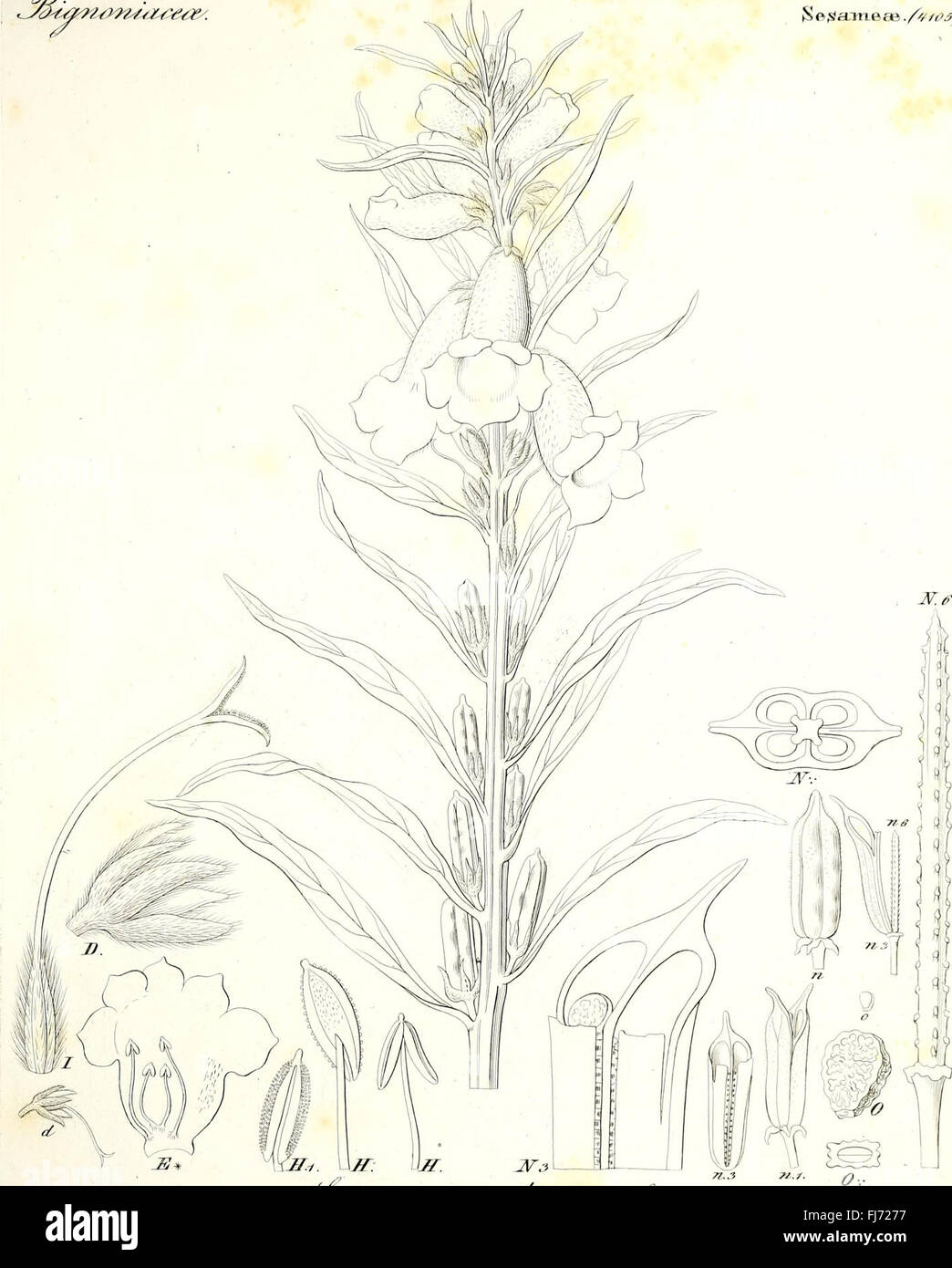 Botanical illustrations showcasing various plant genera, detailed ...