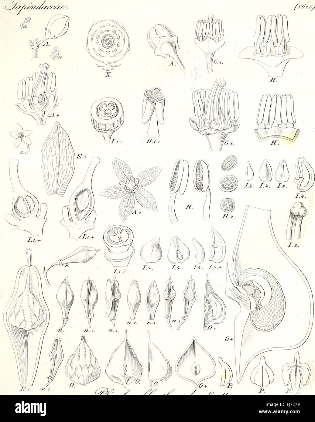 Iconography of Plant Genera, Detailed Botanical Illustrations from 1838 ...