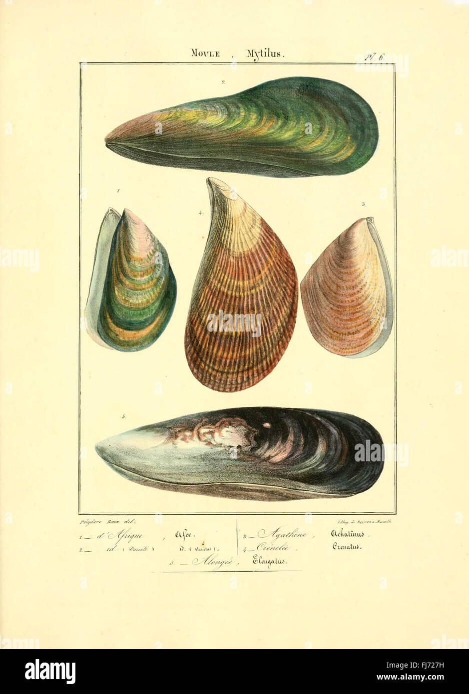 This research in conchology covers shell species identification, shell ...