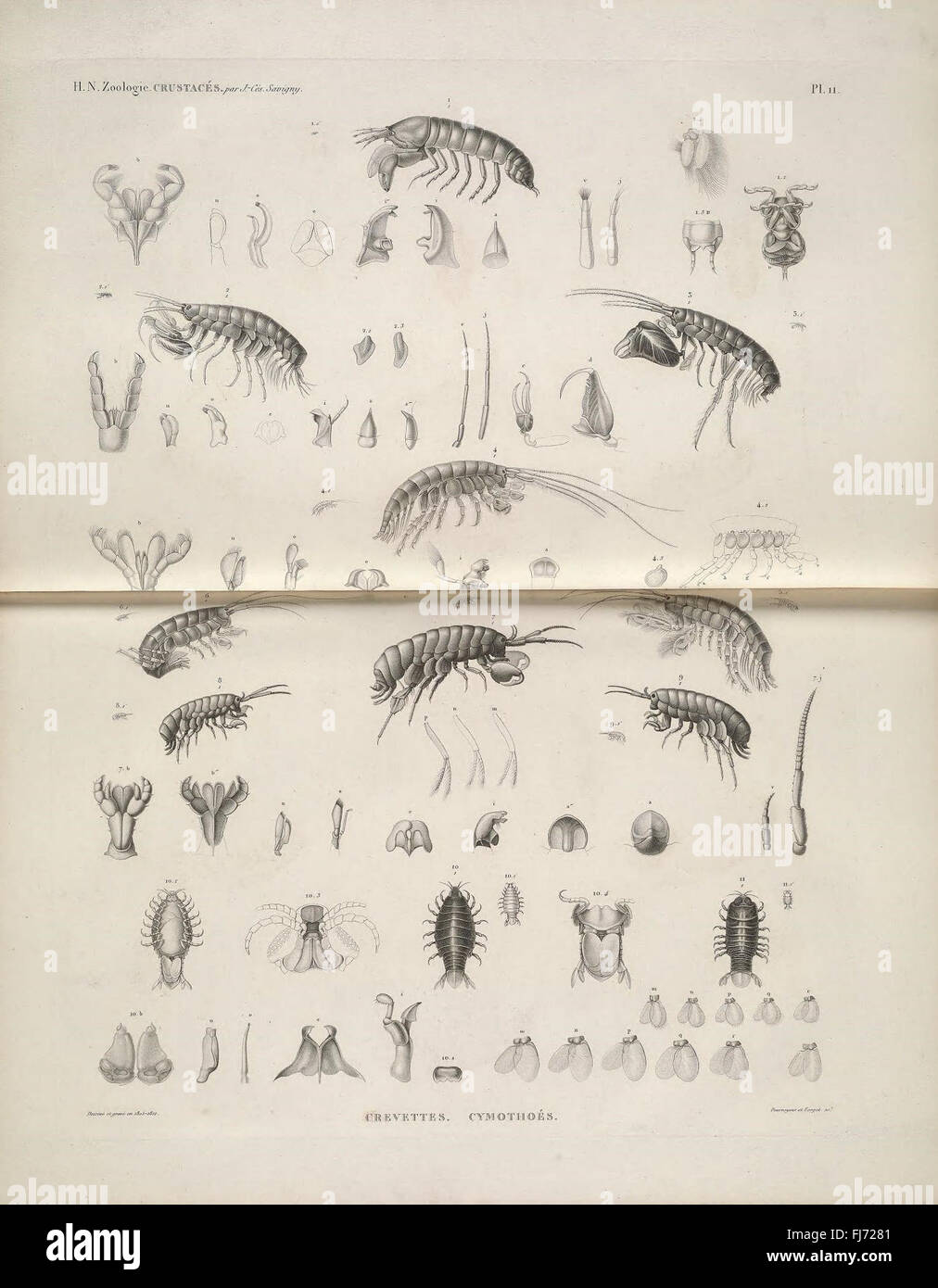 Iconographie des crustacC3A9s et des arachnides de l'C389gypte Stock ...