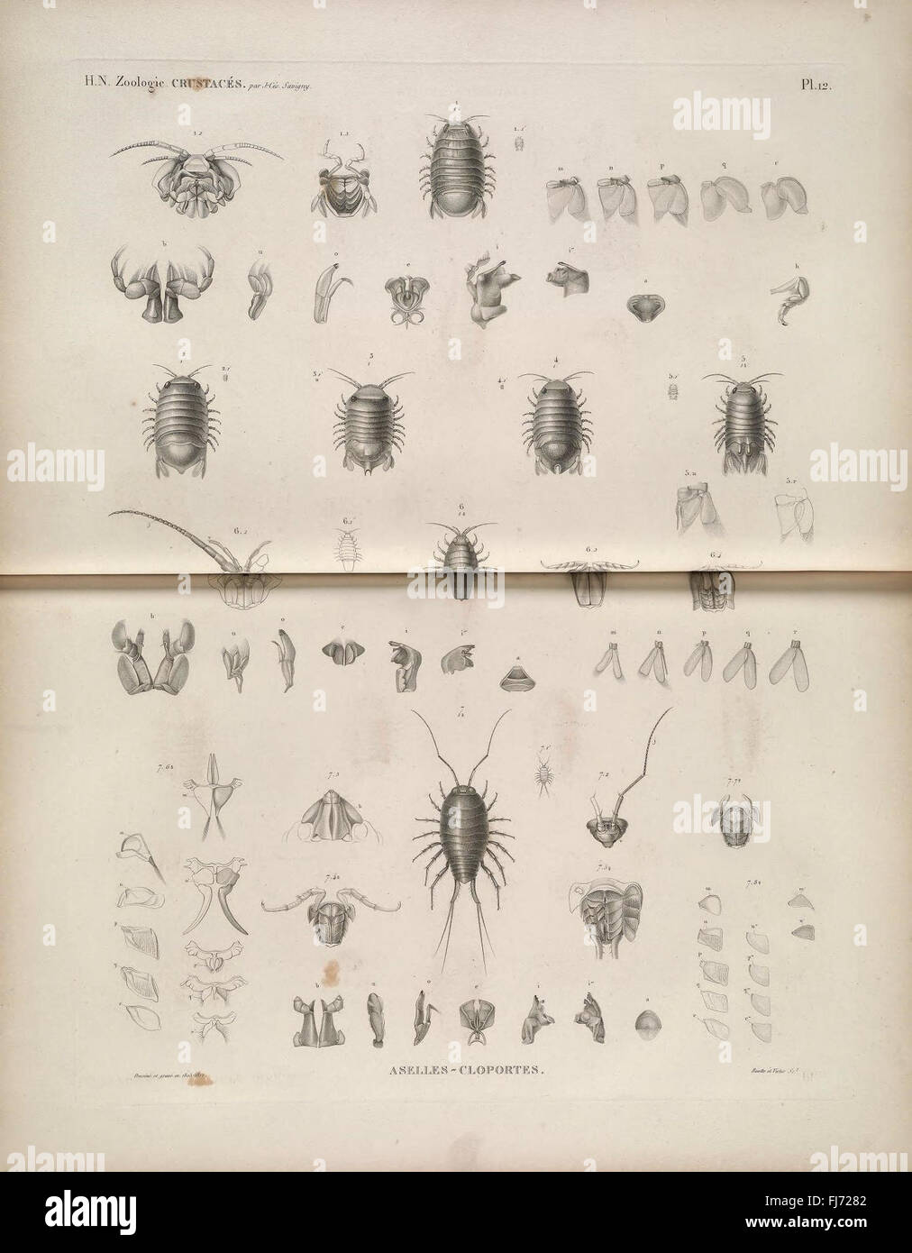 Iconographie des Crustacés et des Arachnides de l'Égypte Stock Photo ...