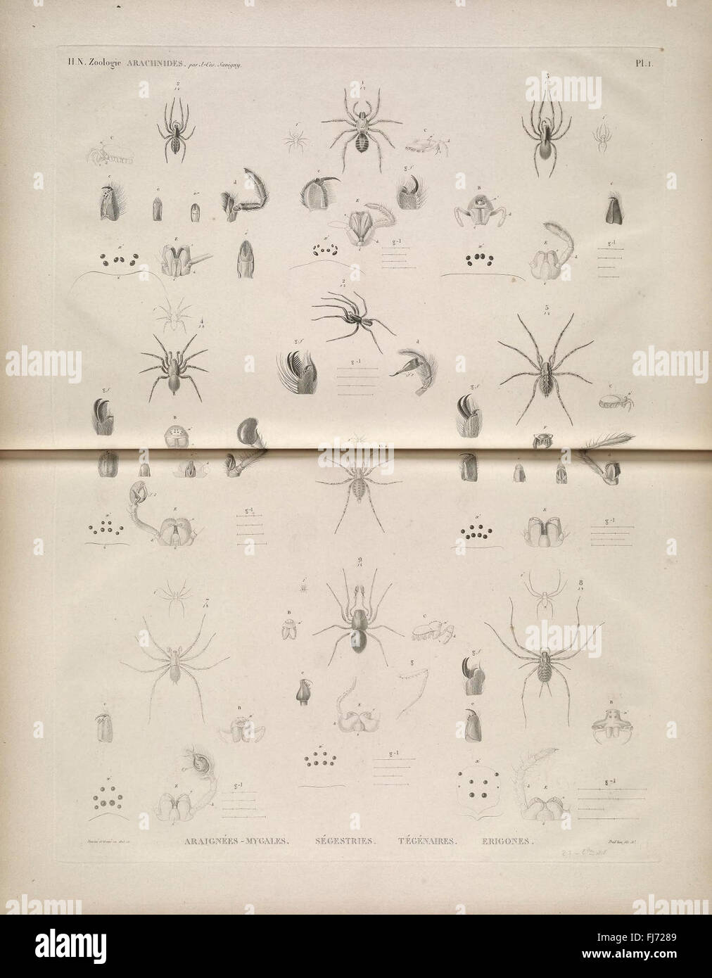 This iconographic collection explores crustaceans and arachnids from ...