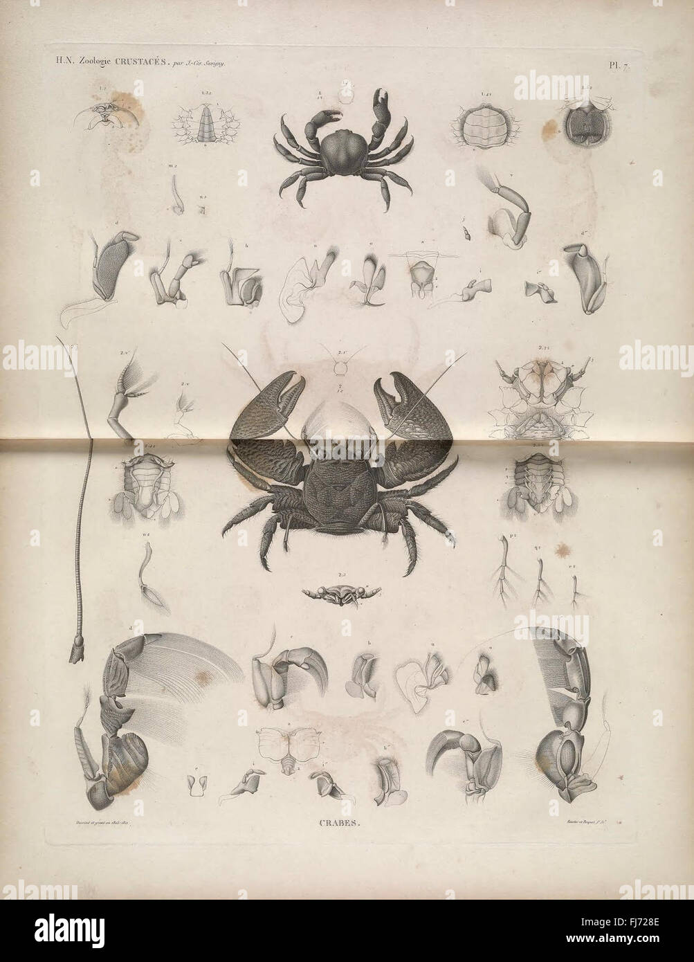 A French work illustrating the crustaceans and arachnids found in Egypt ... A French work illustrating the crustaceans and arachnids found in Egypt ...