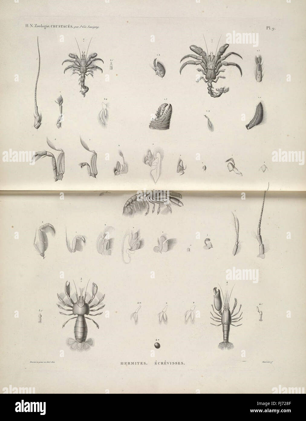 Iconographie des crustacés et des arachnides de l'Égypte, Arachnida ...