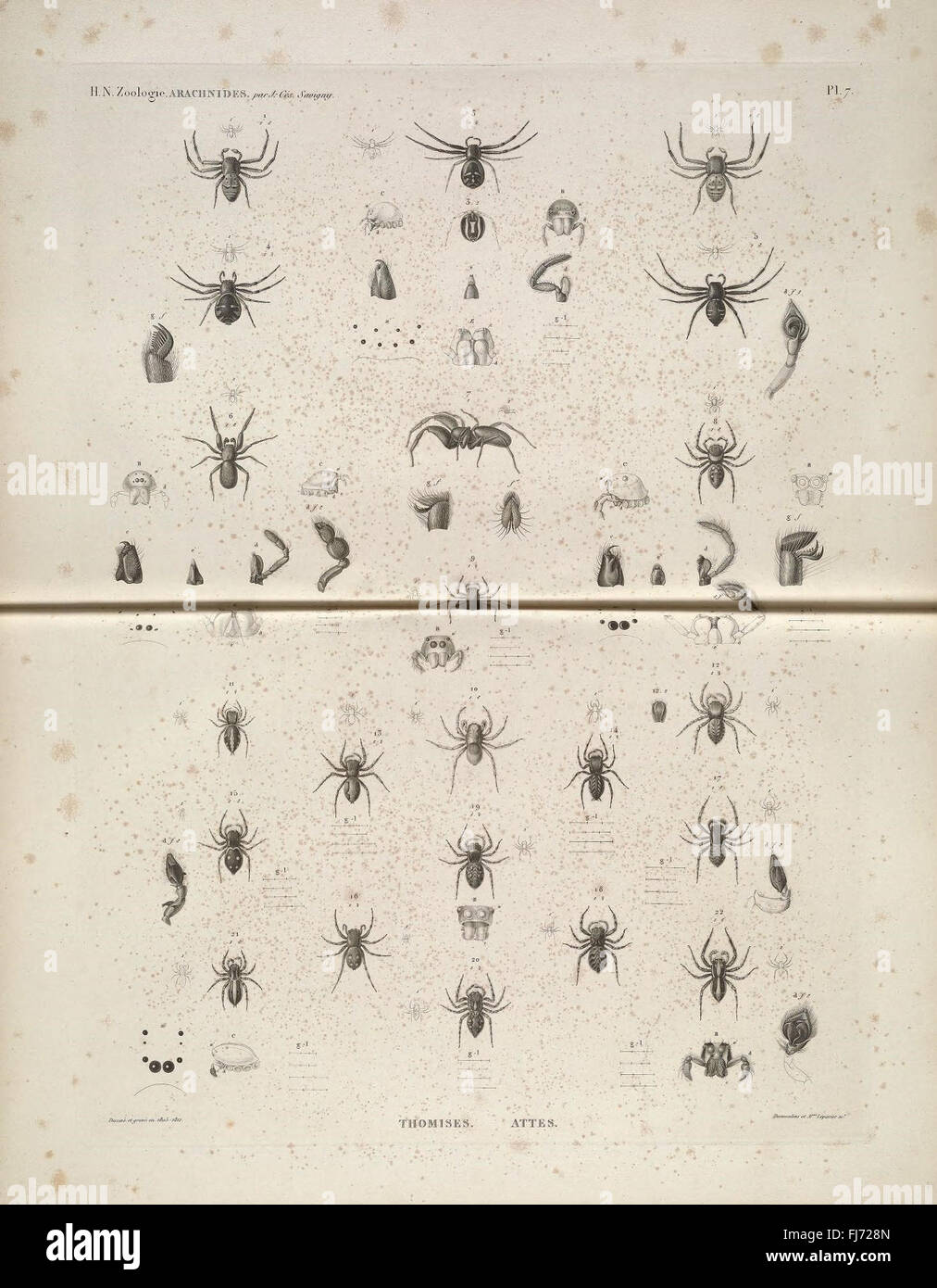 Iconographie des crustacés et des arachnides de l'Égypte: Arachnida ...