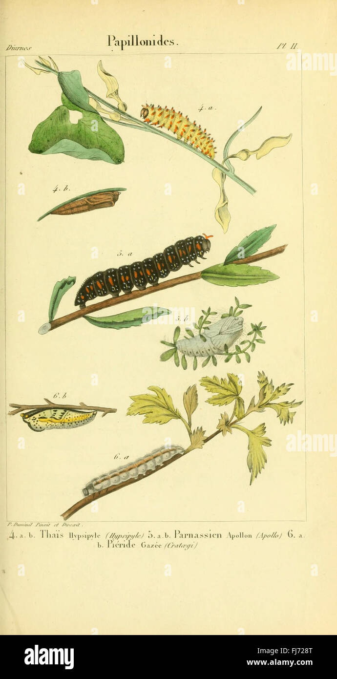 An illustrated guide to the natural history of caterpillars in France ...