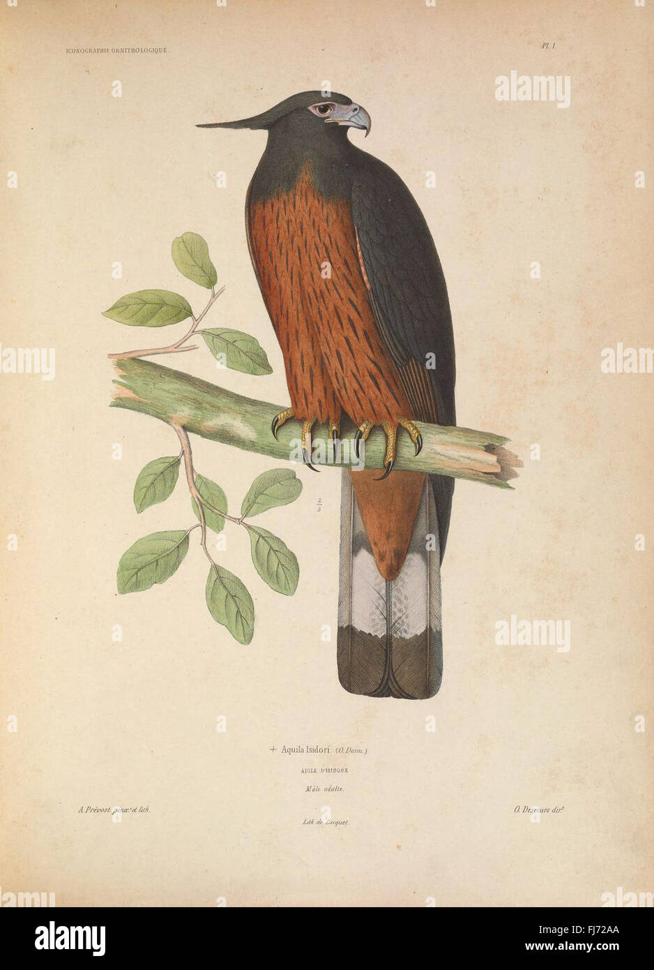 Detailed depictions of various bird species hi-res stock photography ...