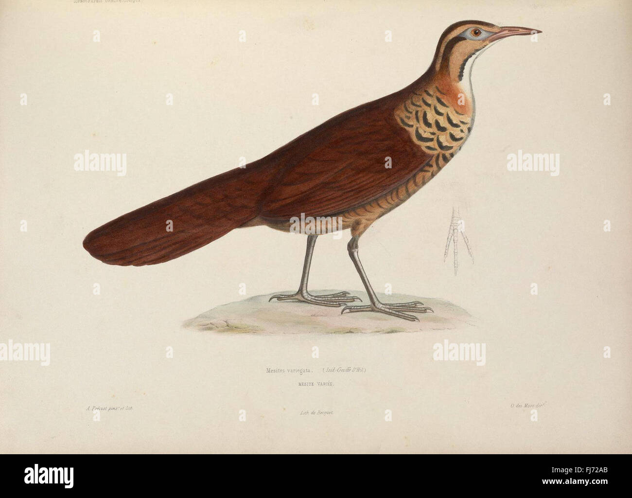 A comprehensive bird illustration series showcasing detailed images of ...