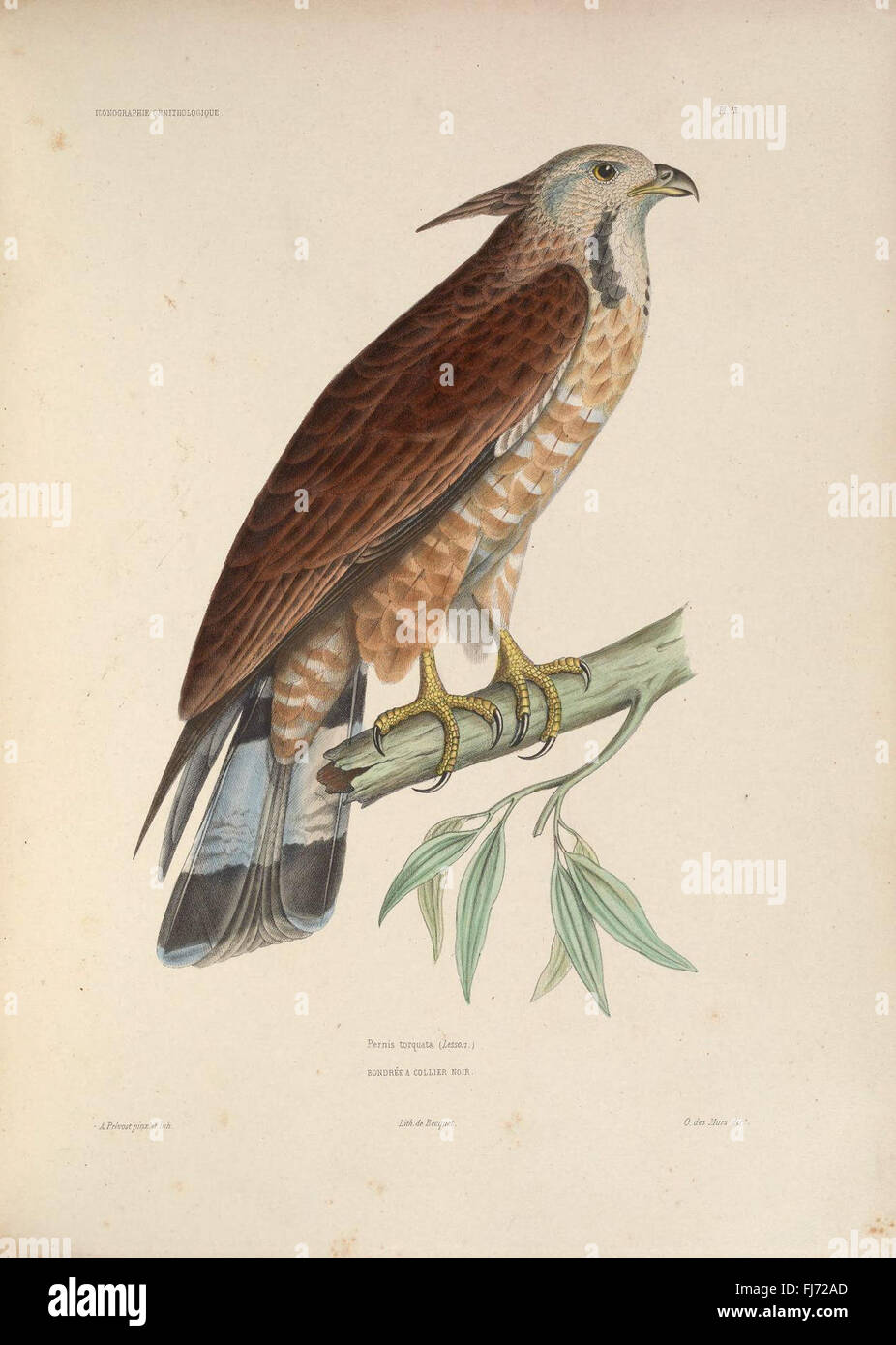 Ornithological iconography, featuring detailed illustrations and ...