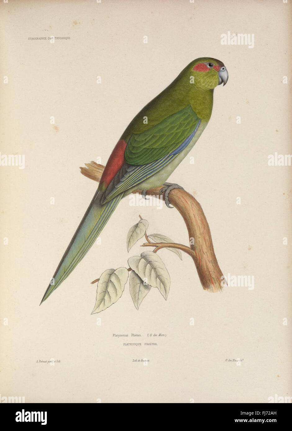 An ornithological work featuring illustrations of various bird species, focusing on Plate 16 for ...