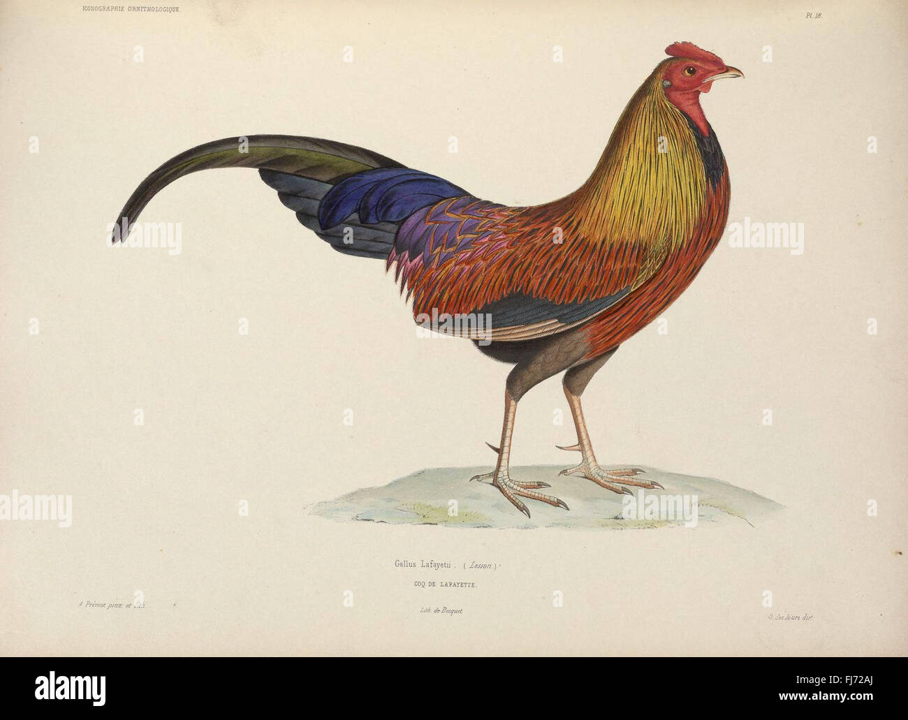 Illustration from 'Iconographie Ornithologique' showcasing bird species ...