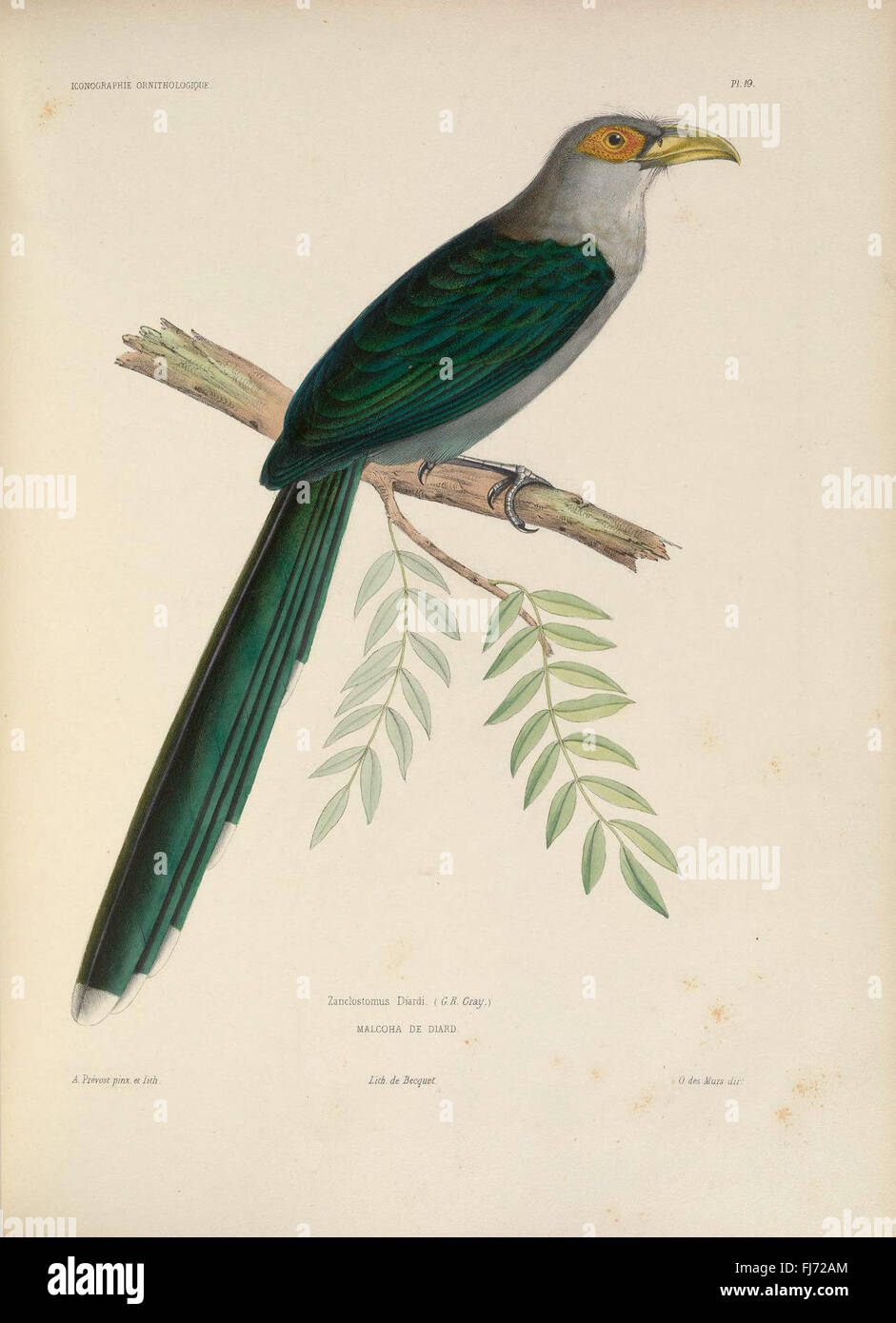 A detailed pictorial representation of various bird species ...