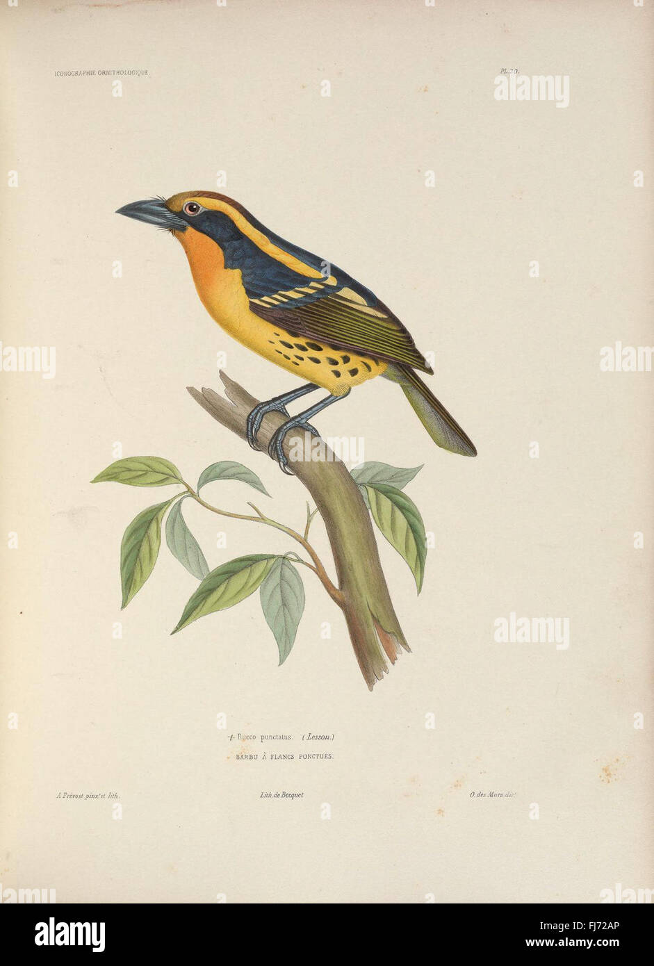 An ornithological illustration from 'Iconographie ornithologique ...