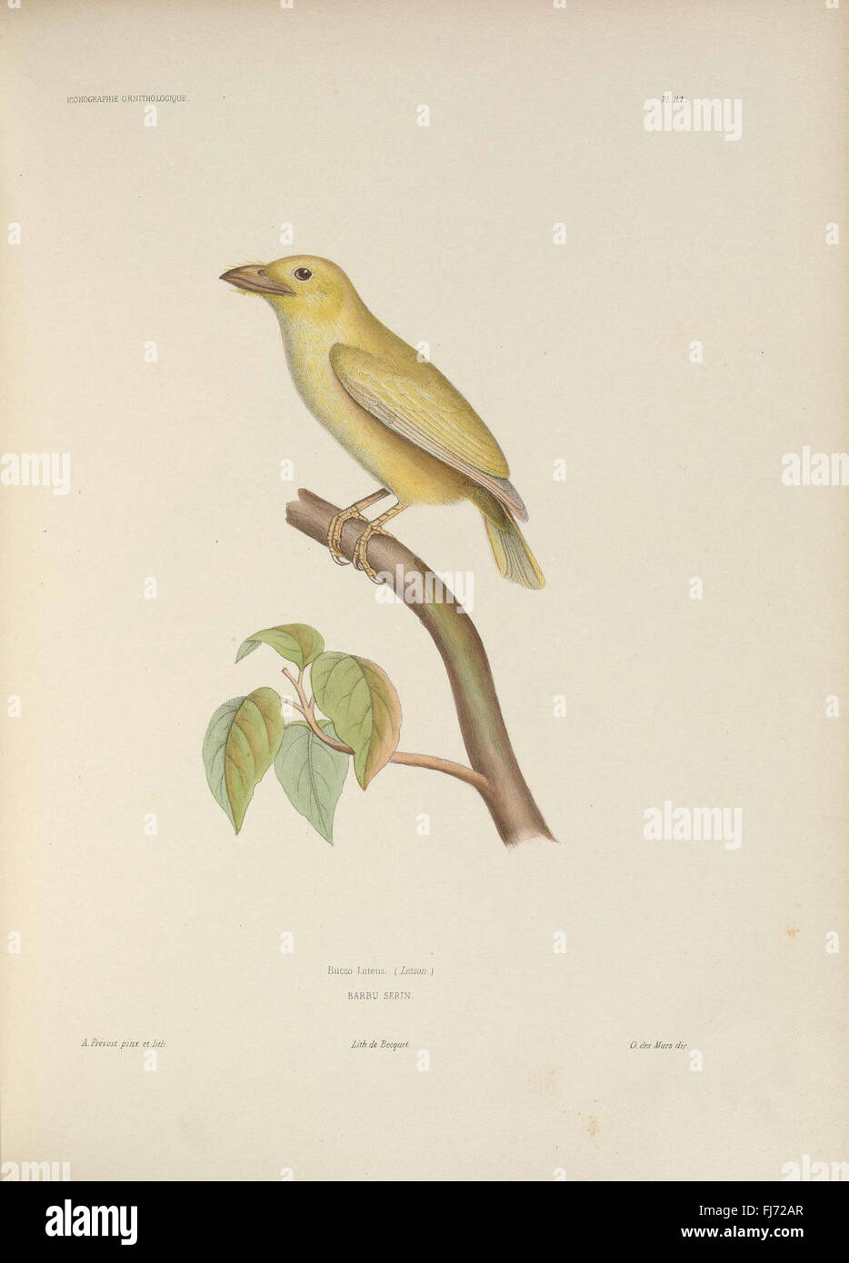 A pictorial guide to ornithology, illustrating various bird species and ...