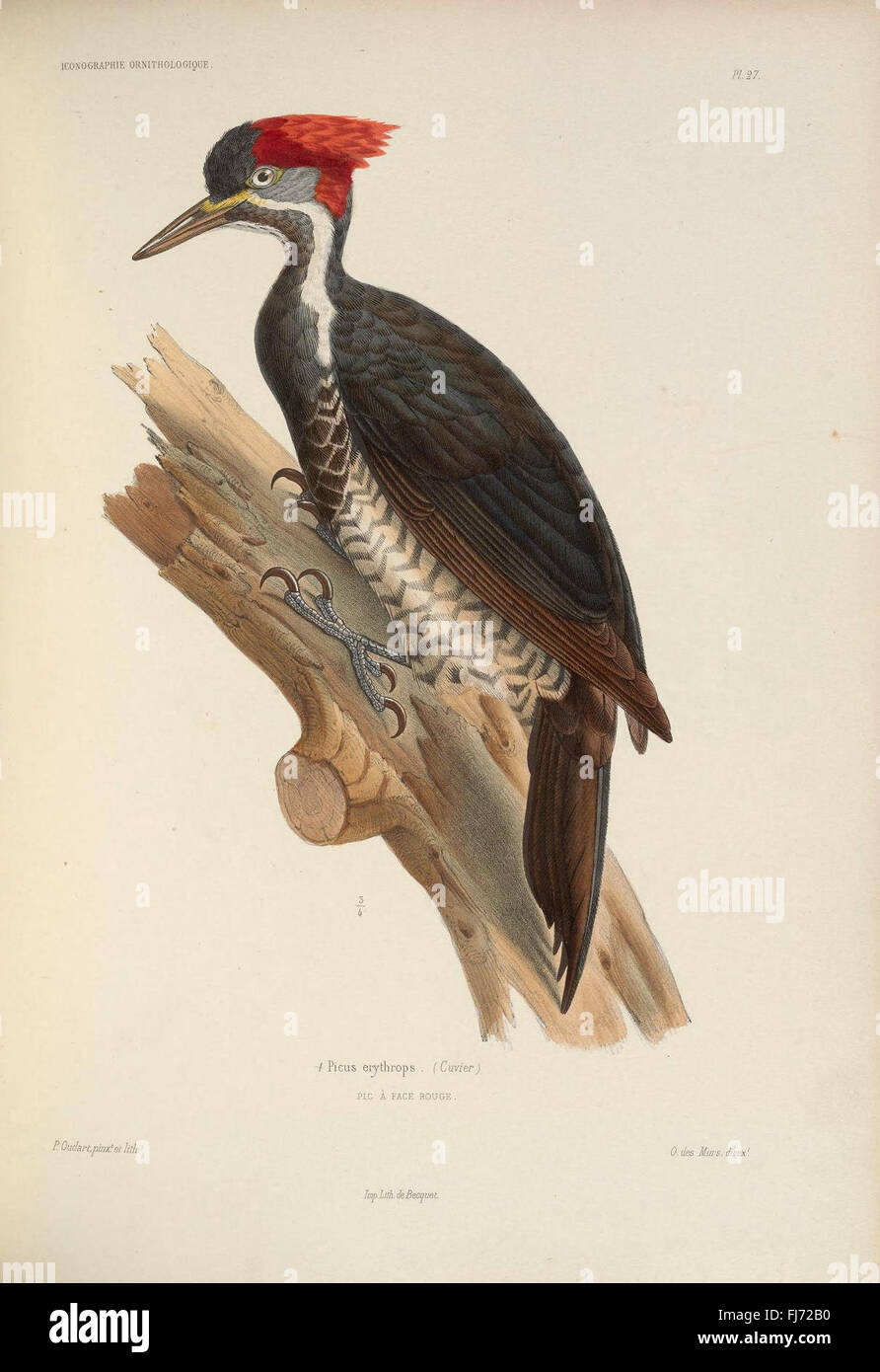 Ornithological iconography, birds, Smithsonian Institution Libraries ...