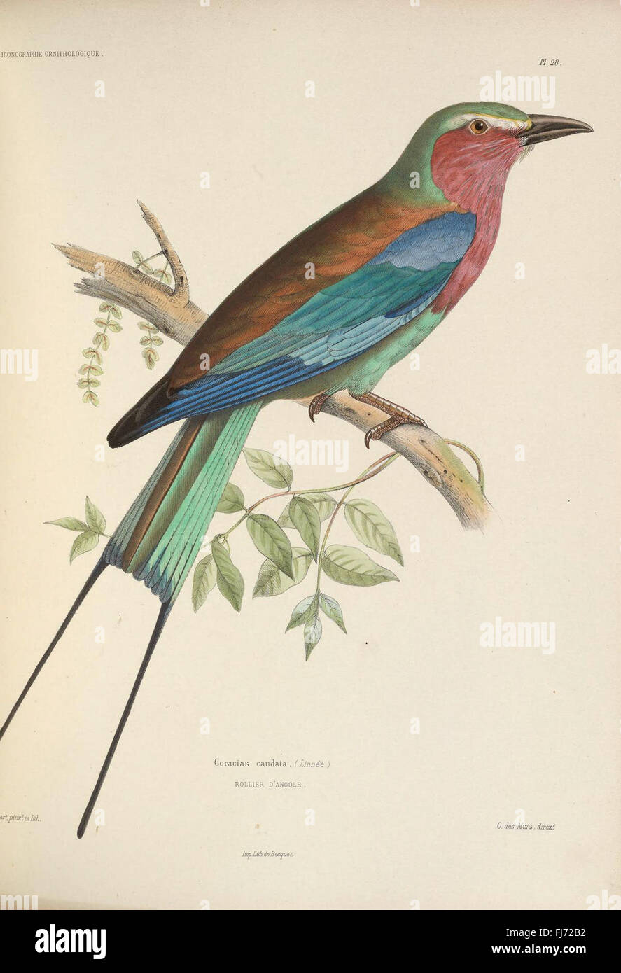 A detailed illustration of birds from 'Iconographie ornithologique ...
