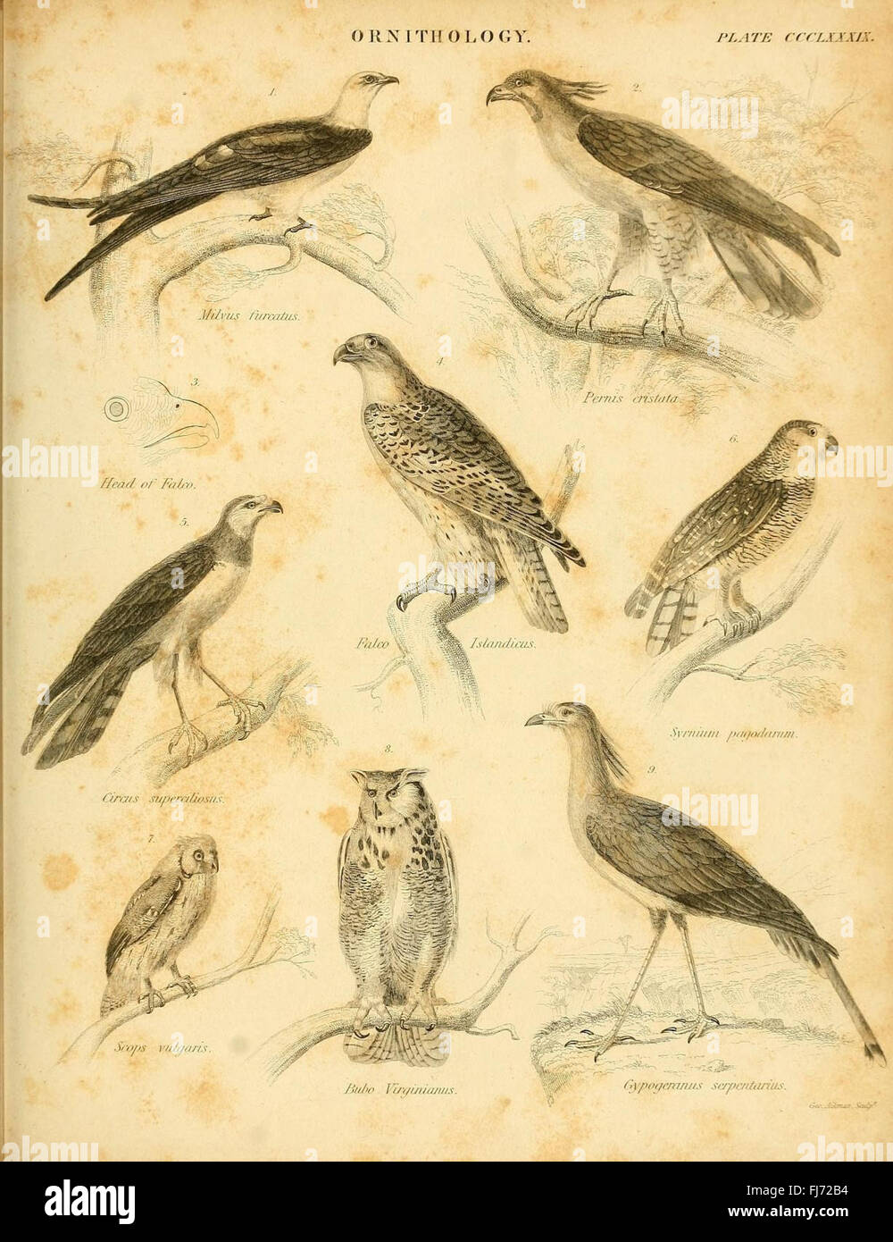 An Introduction to the Natural History of Birds, Birds, Pictorial Works ...