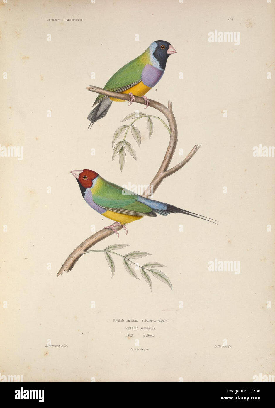 This ornithological work provides detailed illustrations of various ...