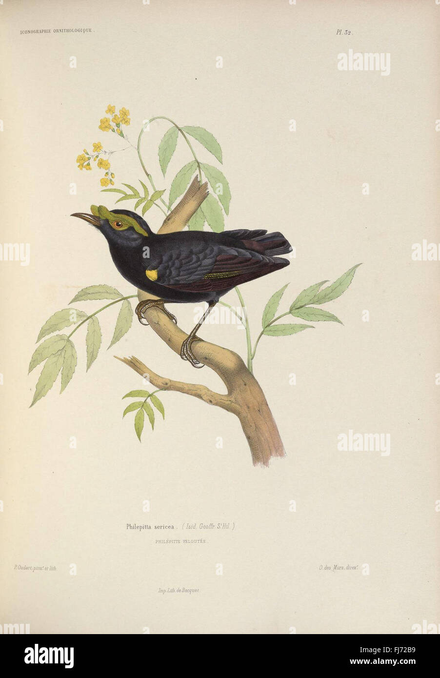 An illustrated ornithological work featuring various bird species and ...