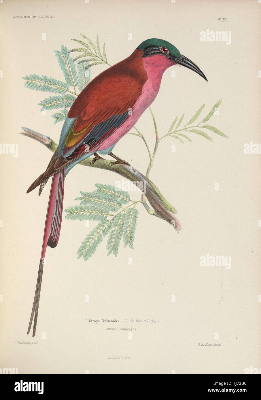 A detailed ornithological iconography featuring various bird species ...