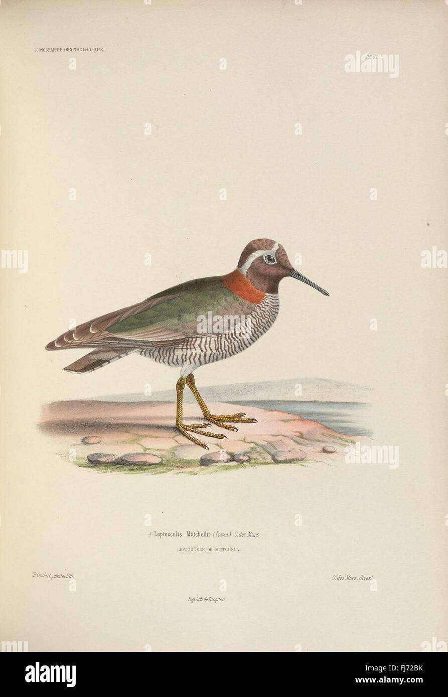 Illustrations of birds, showcasing detailed images and species Stock ...