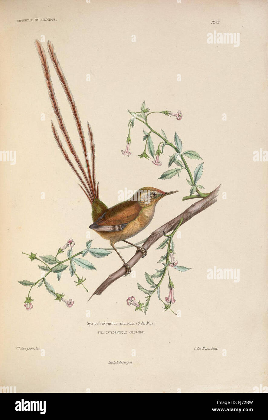 Ornithological Iconography (Plate 45), a pictorial work showcasing ...