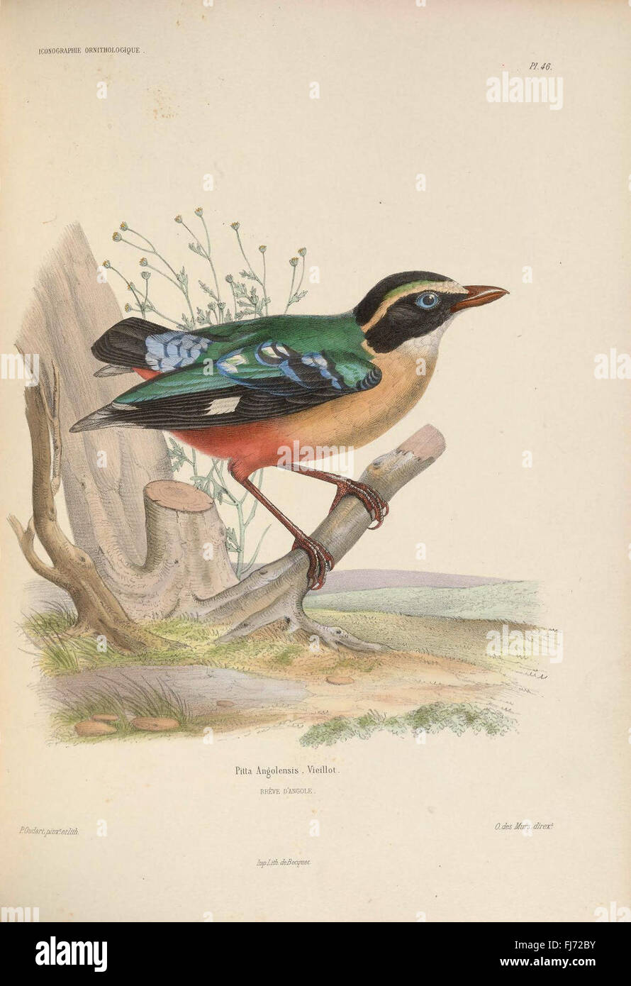 Ornithological Iconography - A detailed collection of bird ...