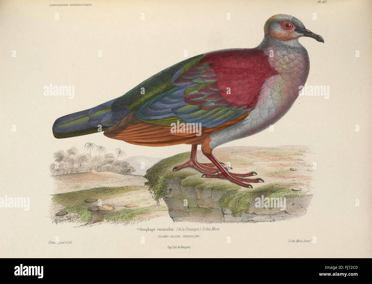An ornithological iconography featuring illustrations of bird species ...