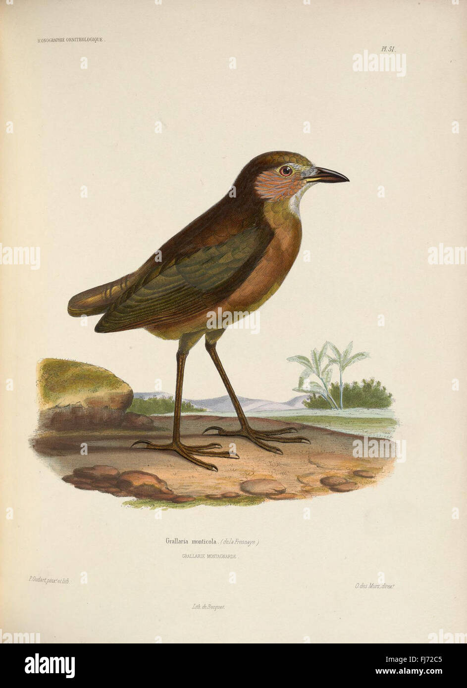 Avian species classification hi-res stock photography and images - Alamy