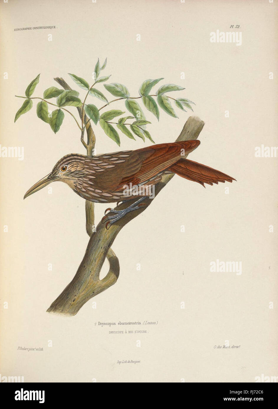 A part of the illustrated ornithological series showcasing various bird ...