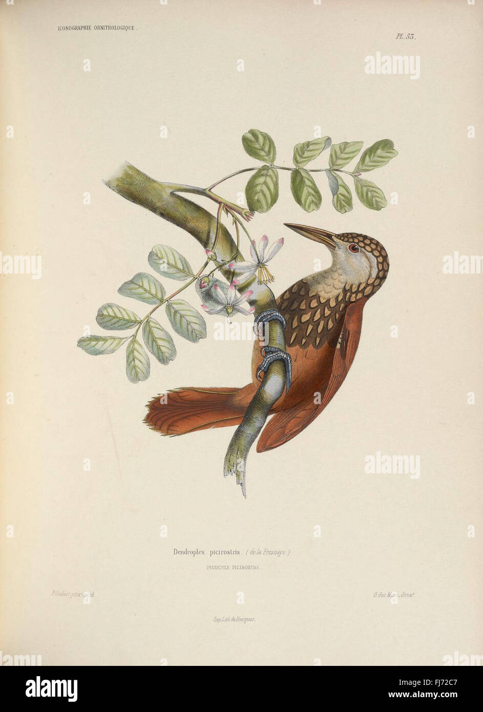An ornithological iconography featuring detailed illustrations of bird ...