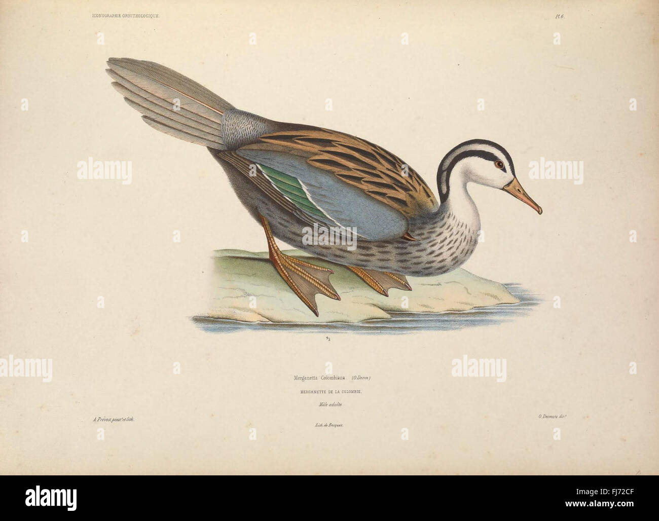 Ornithological Iconography, Bird Species, Scientific Illustration ...