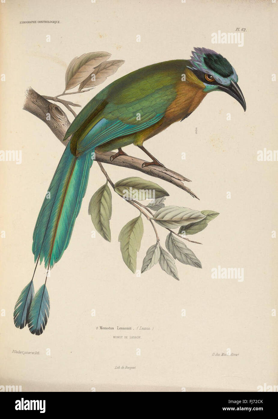 Illustrated ornithological study detailing bird species classification ...