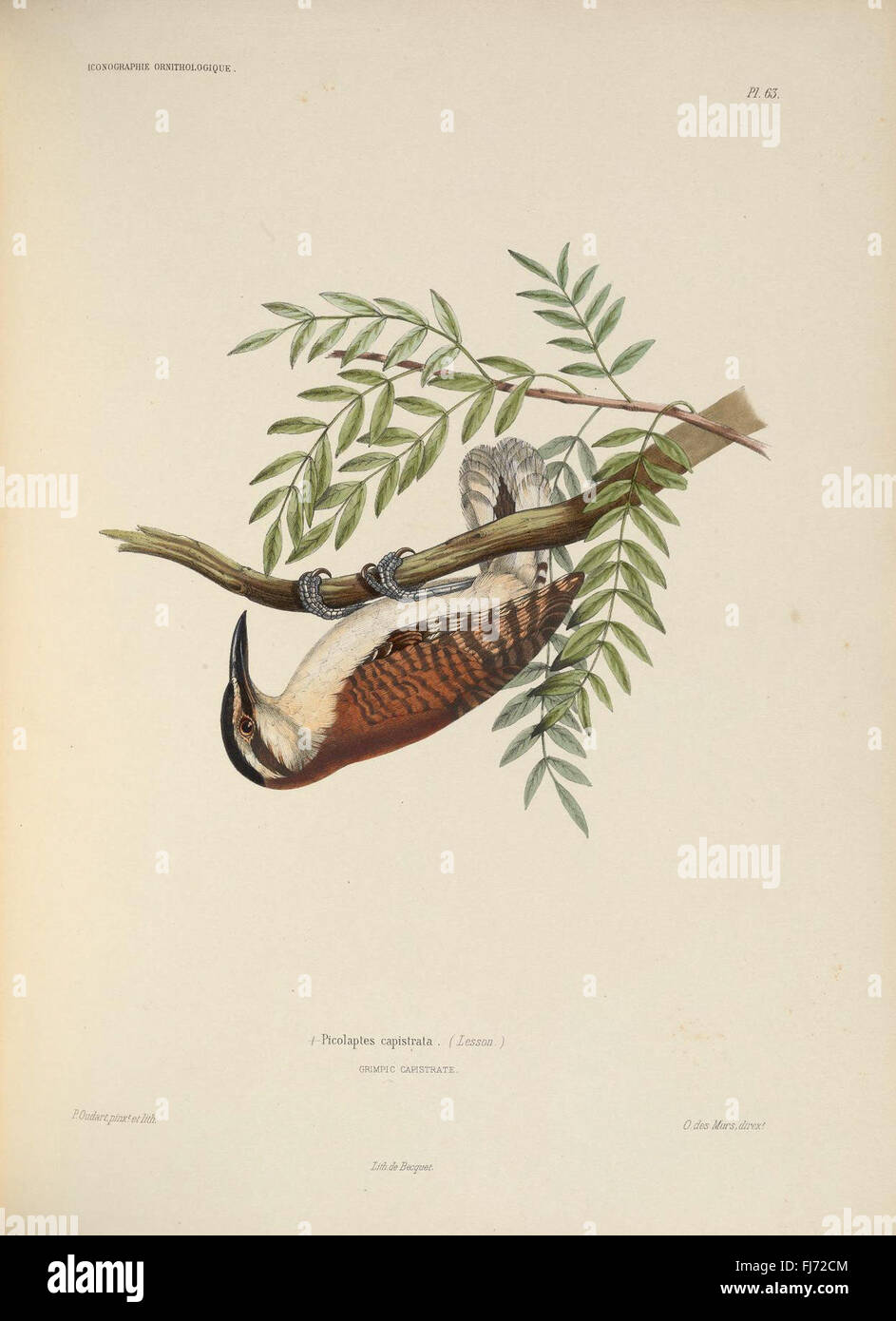 An ornithological iconography featuring birds in detailed illustrations ...