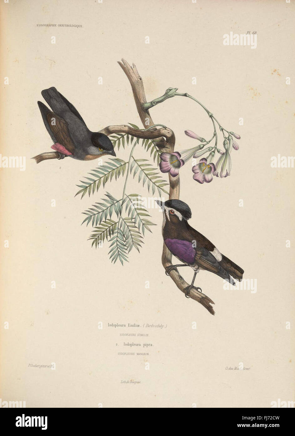 Documentation of various bird species hi-res stock photography and ...